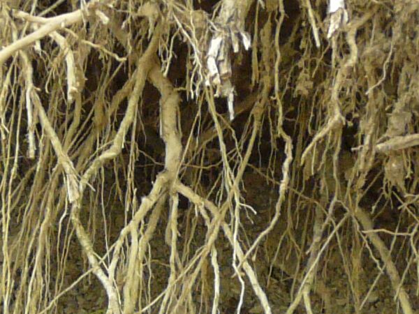 grey dirt texture 0034 - Texturelib